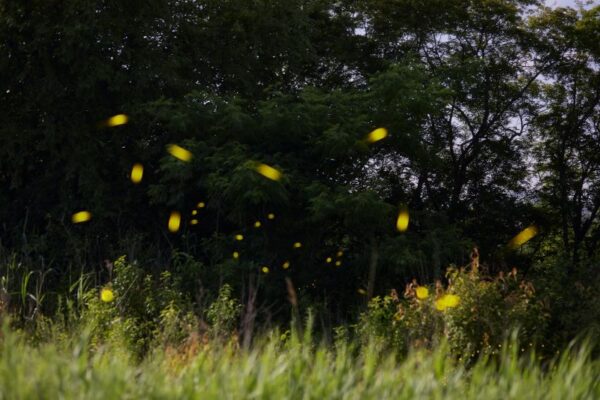 Firefly Aerospace, L3Harris announce second launch agreement ...