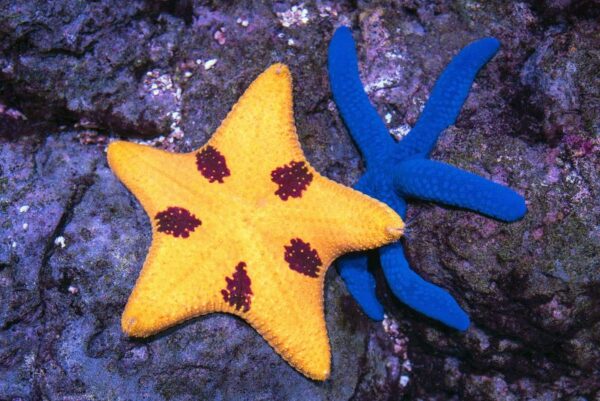 Booz Allen Ventures invests in Starfish Space - Intelligence Community News