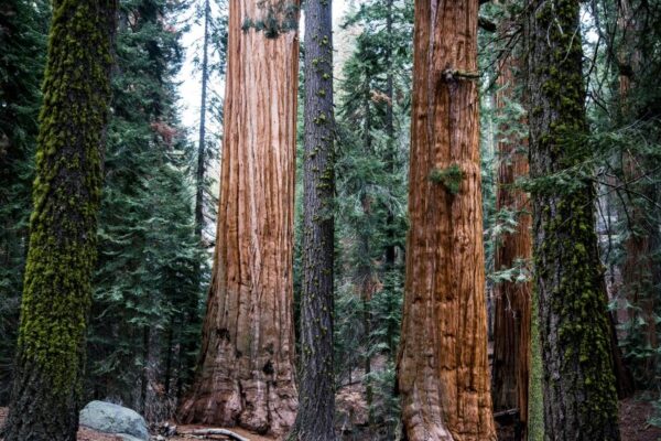 Rancher Government and Sequoia partner - Intelligence Community News