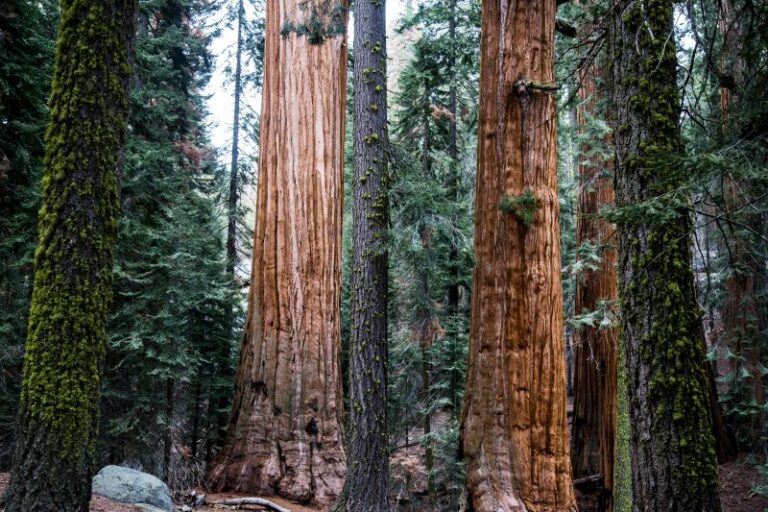 NGA releases SEQUOIA final RFP - Intelligence Community News