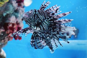 HII delivers first Lionfish SUUVs - Intelligence Community News